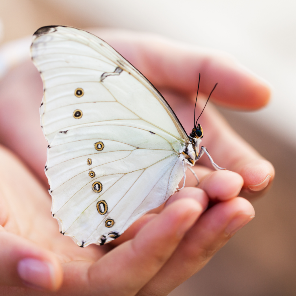 My Little White Butterfly - The Good Limbo